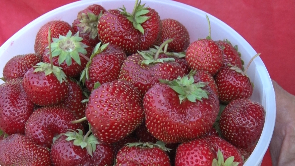 In Business: Wallin Berry Farm Celebrates 40 Years Of Berries ...