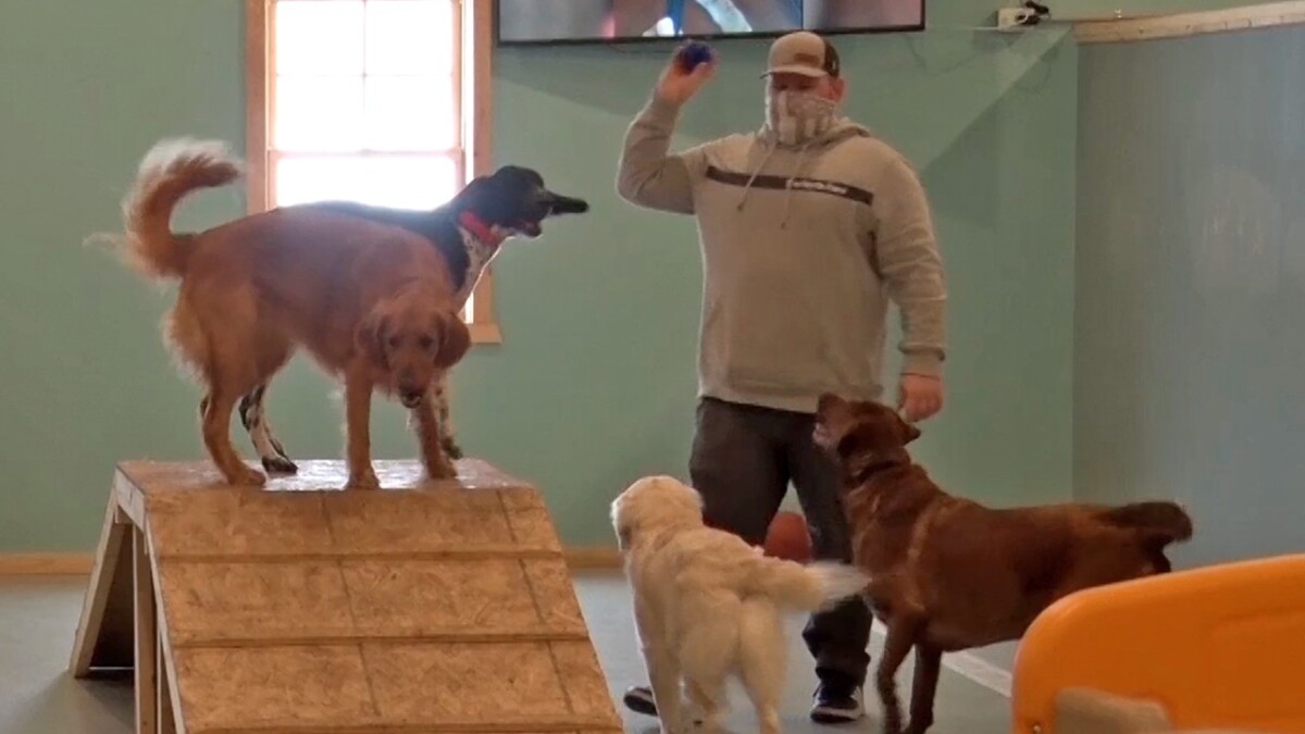 In Business: The Dog House Inn Welcomes Furry Friends in Bemidji ...