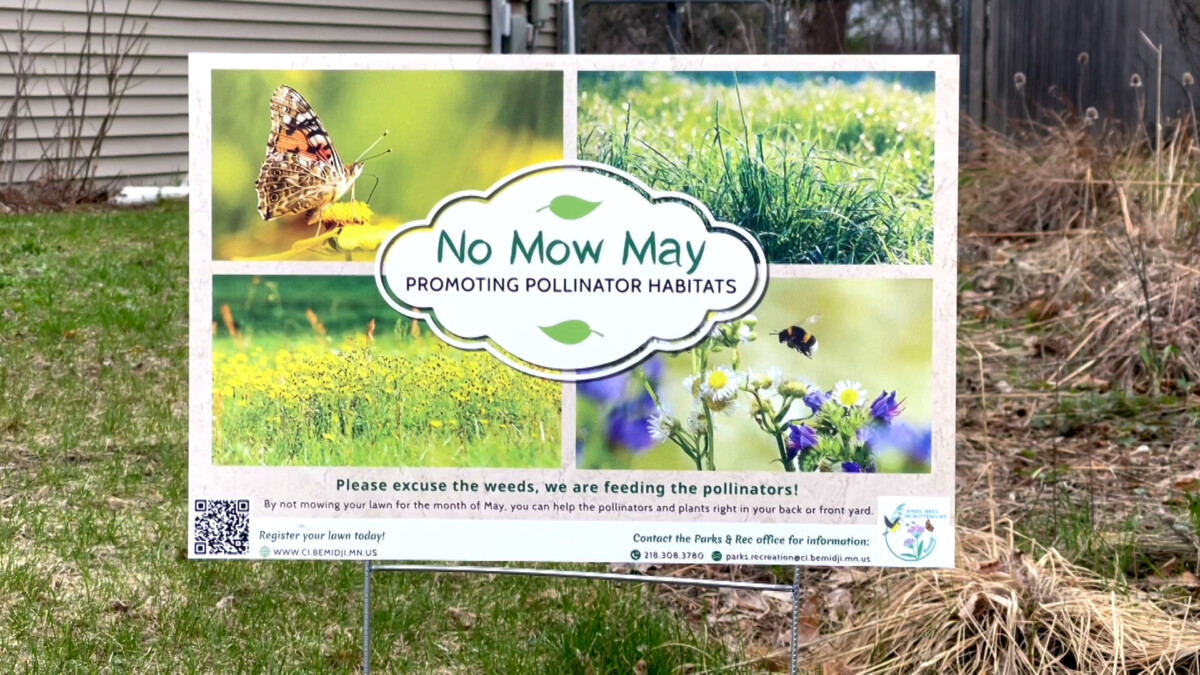 Bemidji Residents Taking Part in 'No Mow May' Initiative - Lakeland PBS