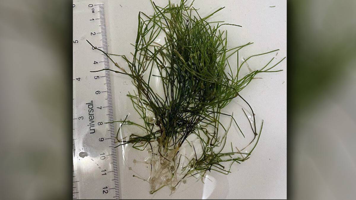 Starry Stonewort Confirmed in Thunder Lake in Cass County - Lakeland PBS