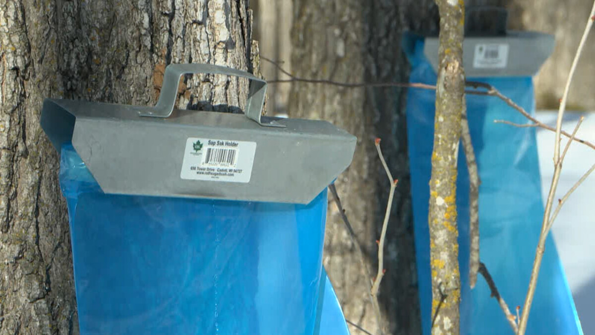 Dispute Over Treaty Rights to Tap Maple Trees in Buena Vista State ...