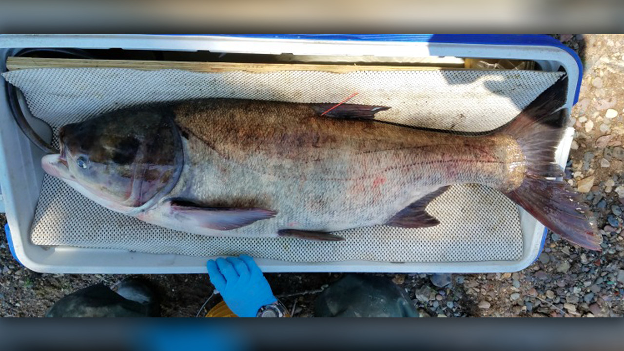 MN DNR Says Hundreds of Invasive Carp Captured from Mississippi River ...
