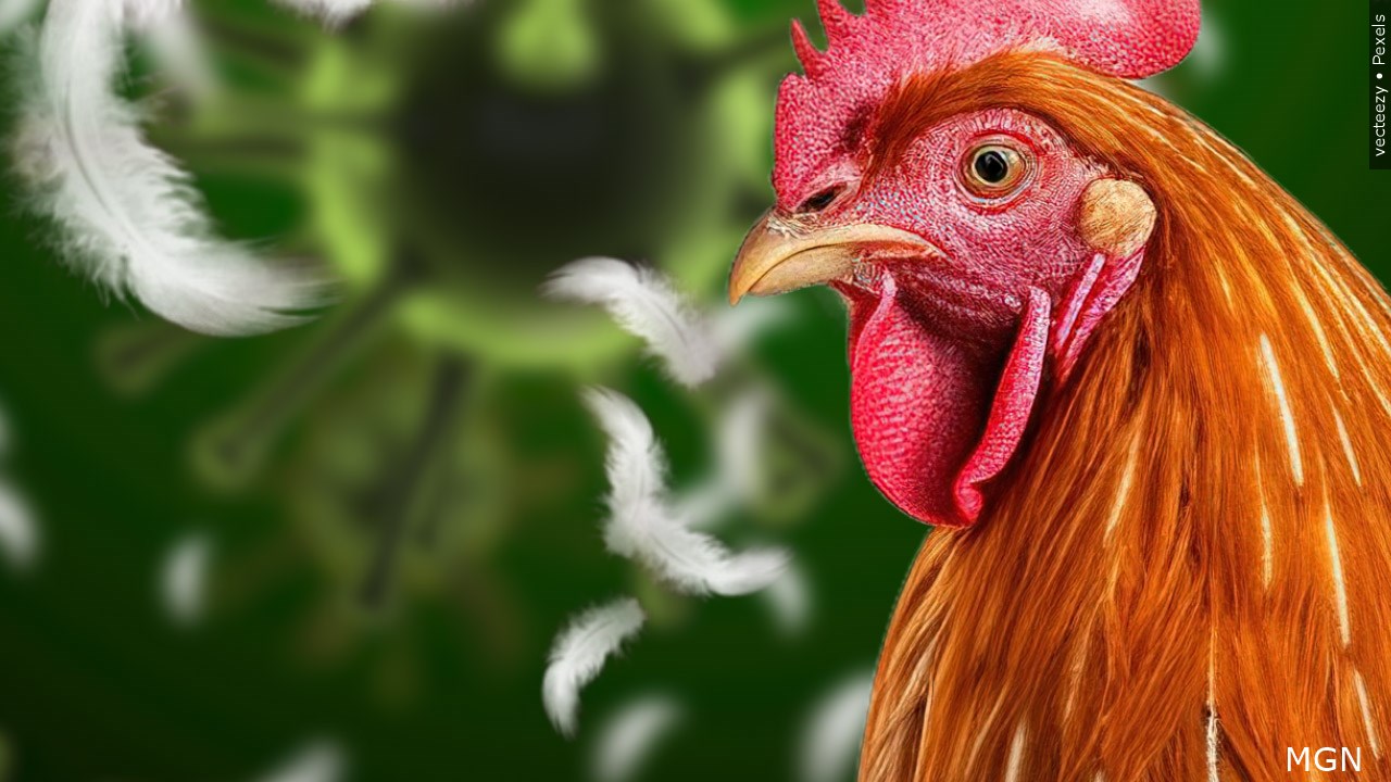 Bird Flu Confirmed in Poultry at Farm in Crow Wing County
