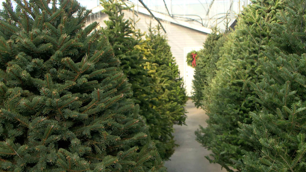 MN Department of Agriculture Urges Safe Christmas Tree Disposal
