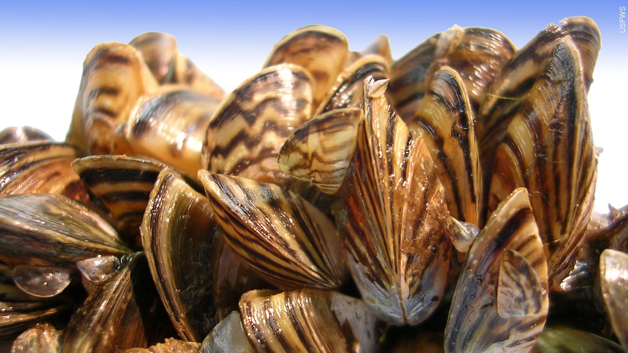 Zebra Mussels Confirmed in Lake Beltrami North of Bemidji