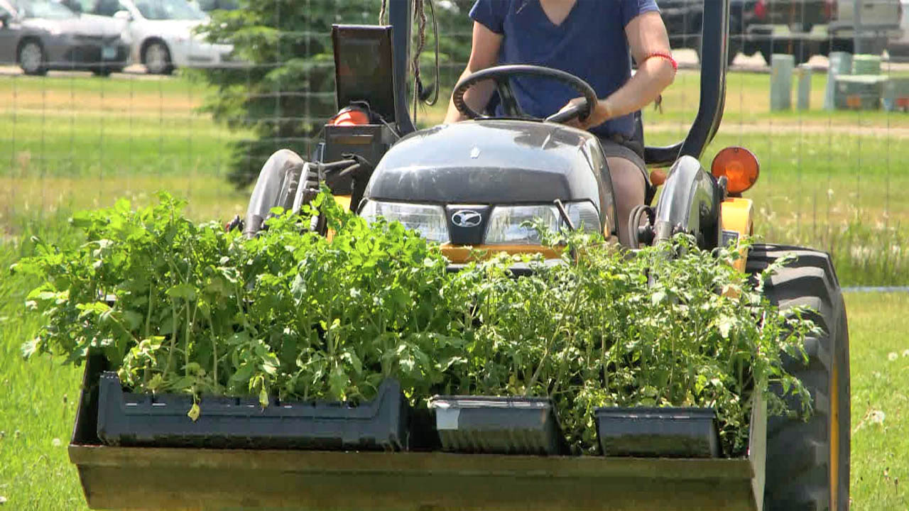 Volunteers Help With Planting at Bemidji Community Food Shelf's Farm