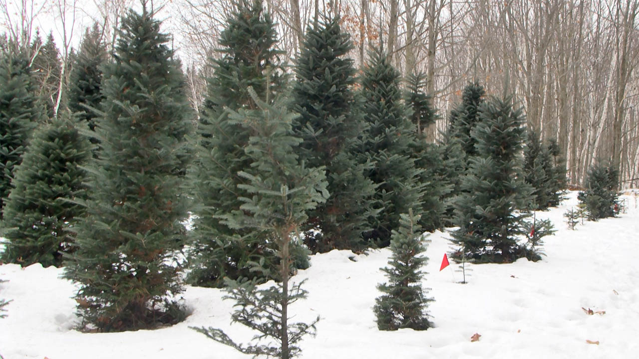 Cornerstone Pines in Grey Eagle Works Year Round To Provide Christmas Trees