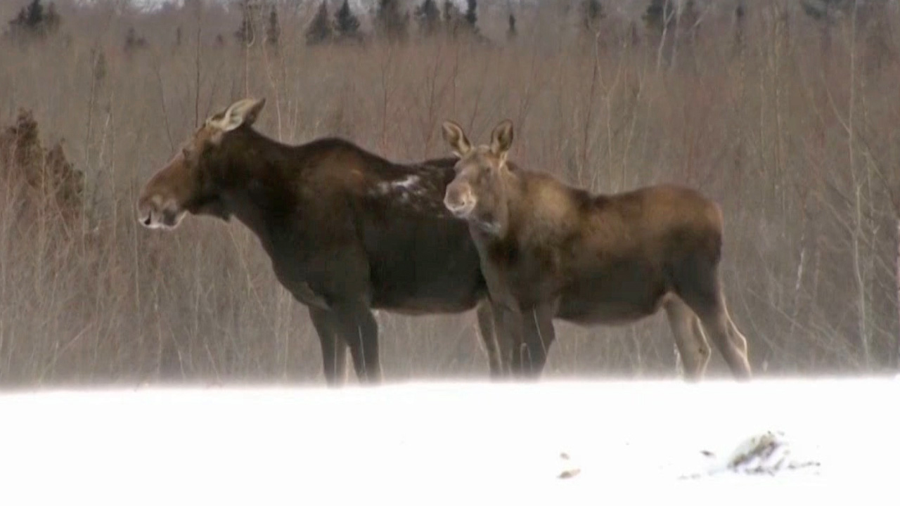 DNR Says Minnesota's Moose Population Remains Stable