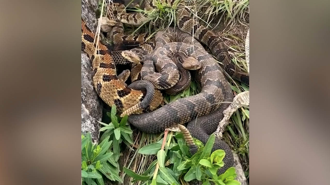 DNR Developing Conservation Plan for Timber Rattlers in SE MN