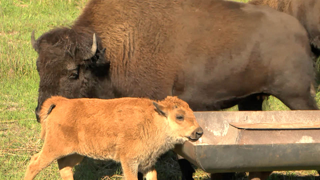 White Earth Nation Welcomes First Bison Calf to Restoration Program